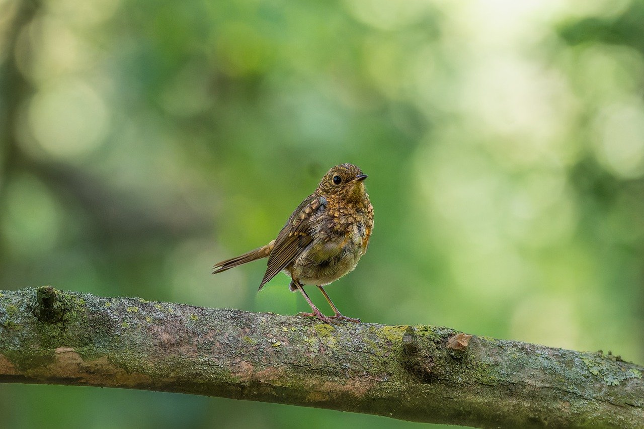 NATURE SMART - Mental Tips for Men